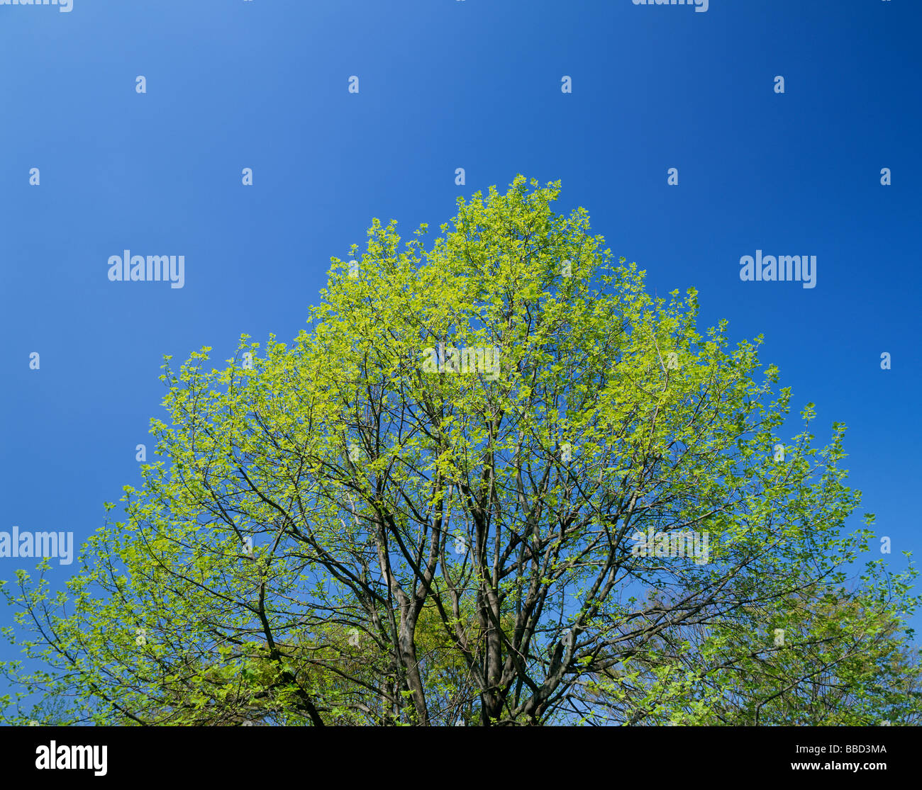 Big Tree and Blue Sky Stock Photo - Alamy