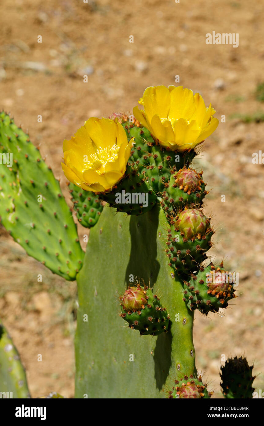 Flowering prickly pear cactus hi-res stock photography and images - Alamy