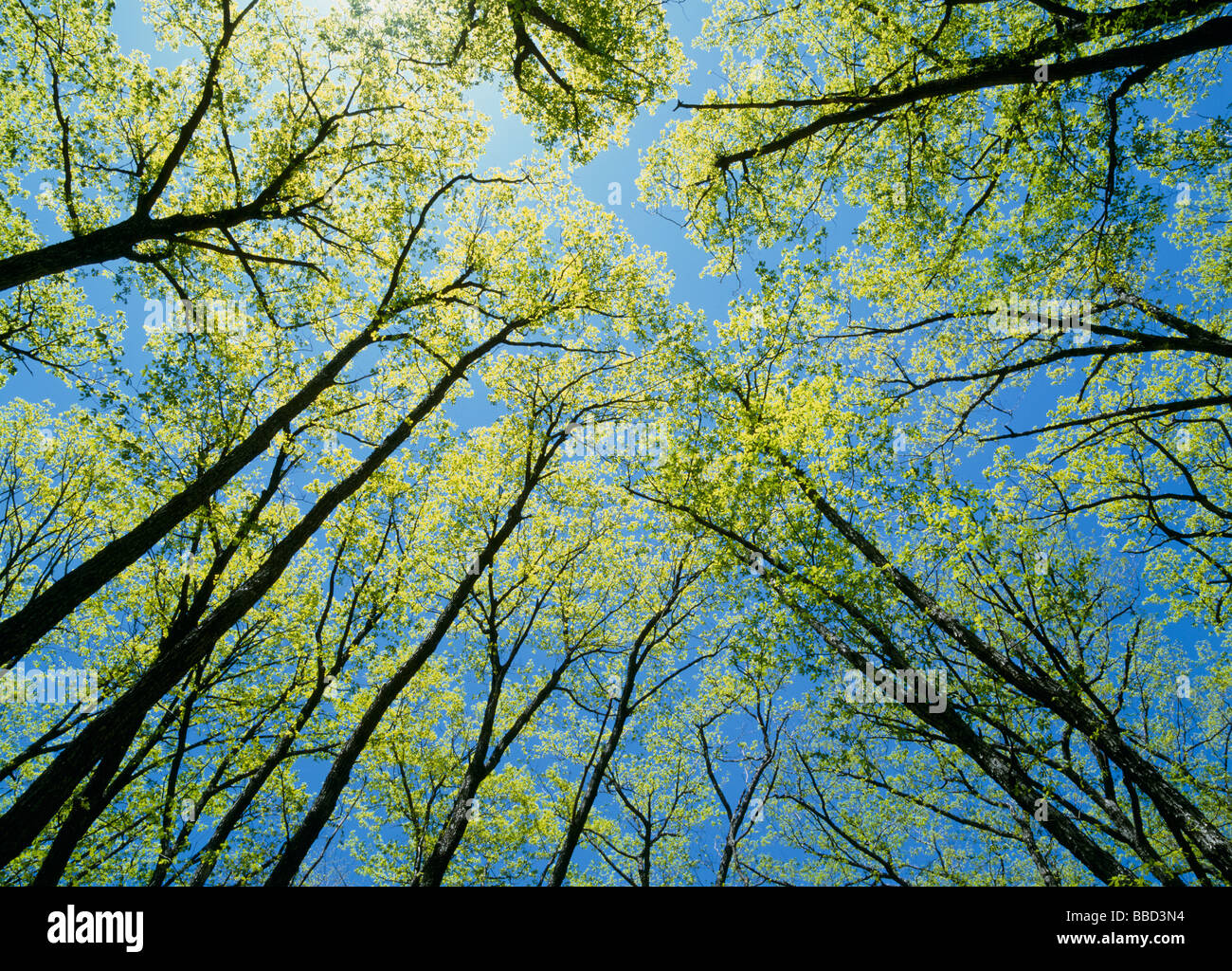 Tree and Blue Sky Stock Photo - Alamy
