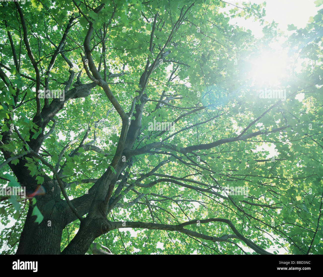 Tree and Ray Stock Photo - Alamy