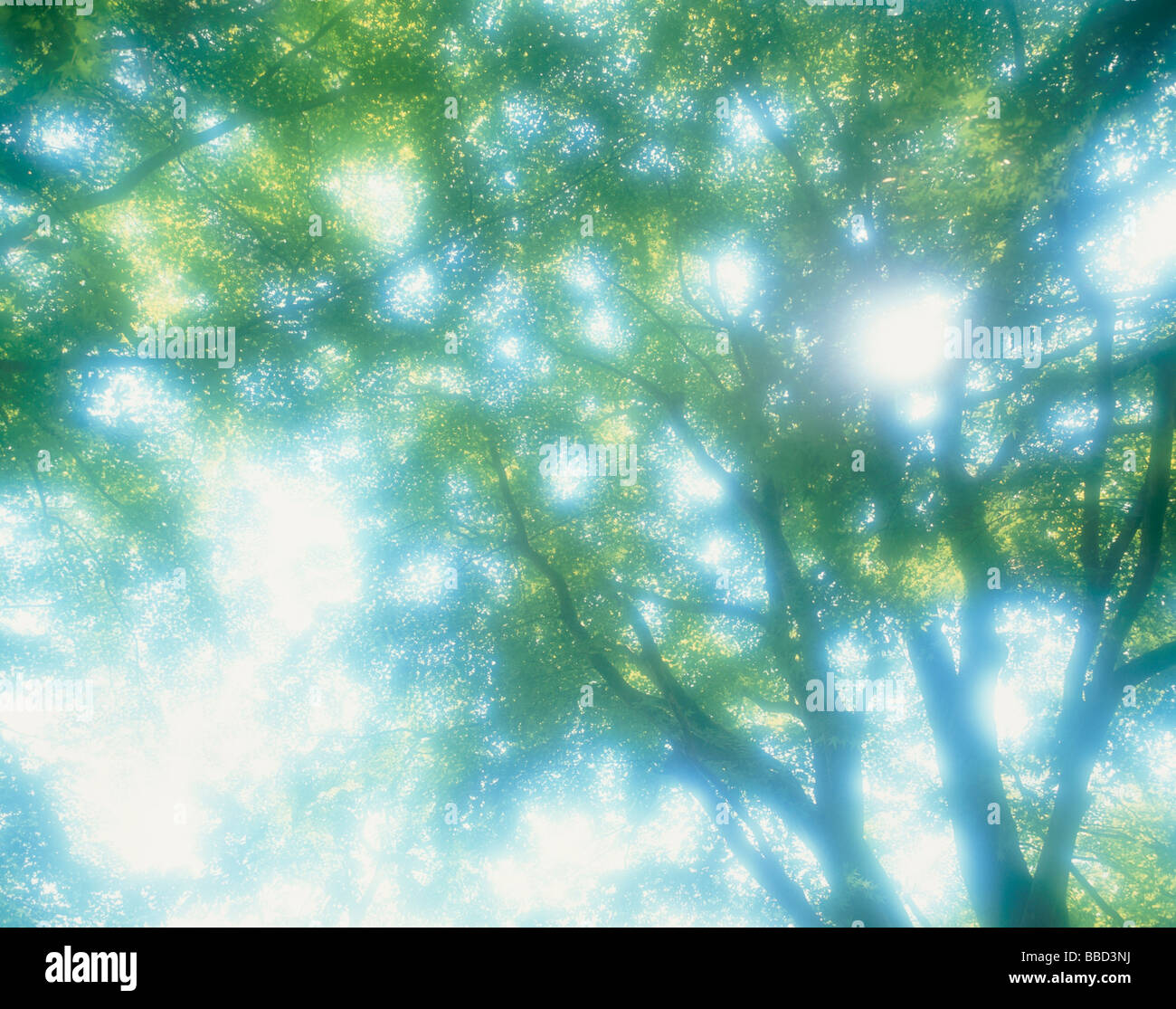 Tree and Ray Stock Photo - Alamy
