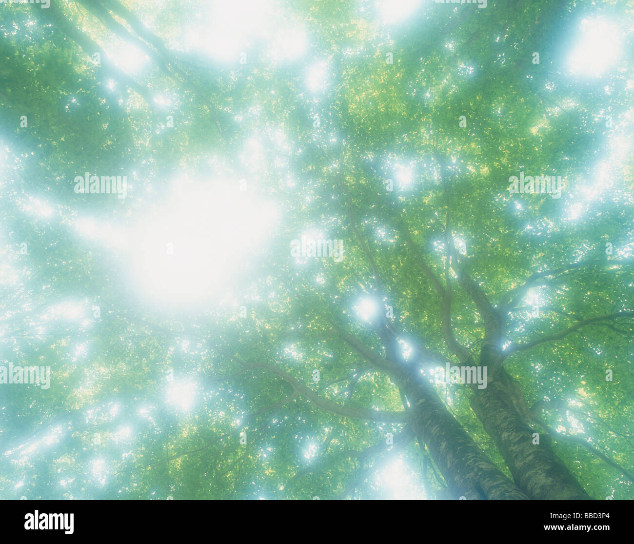 Tree and Ray Stock Photo - Alamy