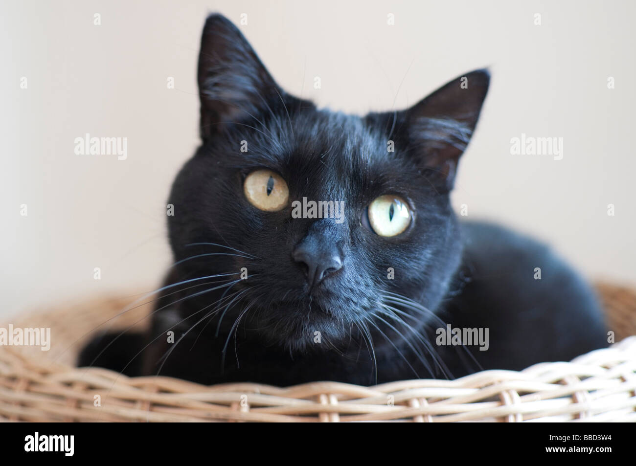 Black cat portrait Stock Photo - Alamy