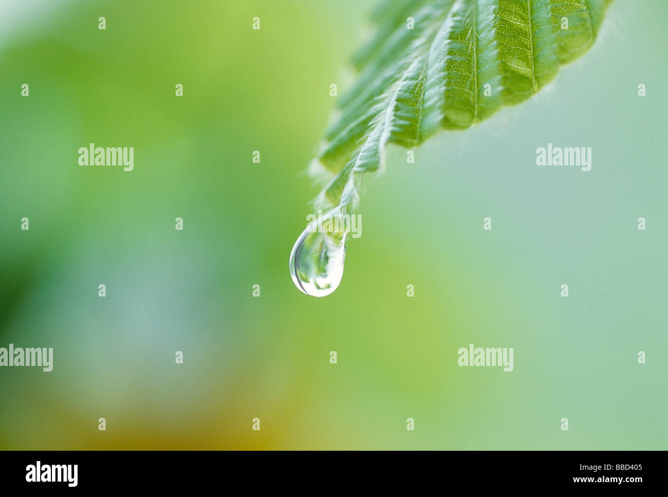 Green Leaves and Water Drop Stock Photo - Alamy