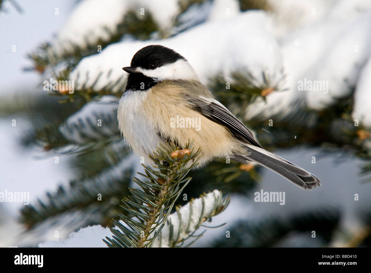 Black Capped Chickadee Winter