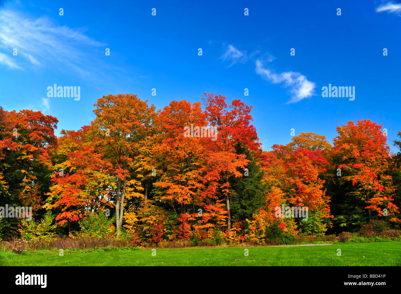Group of maple trees hi-res stock photography and images - Alamy
