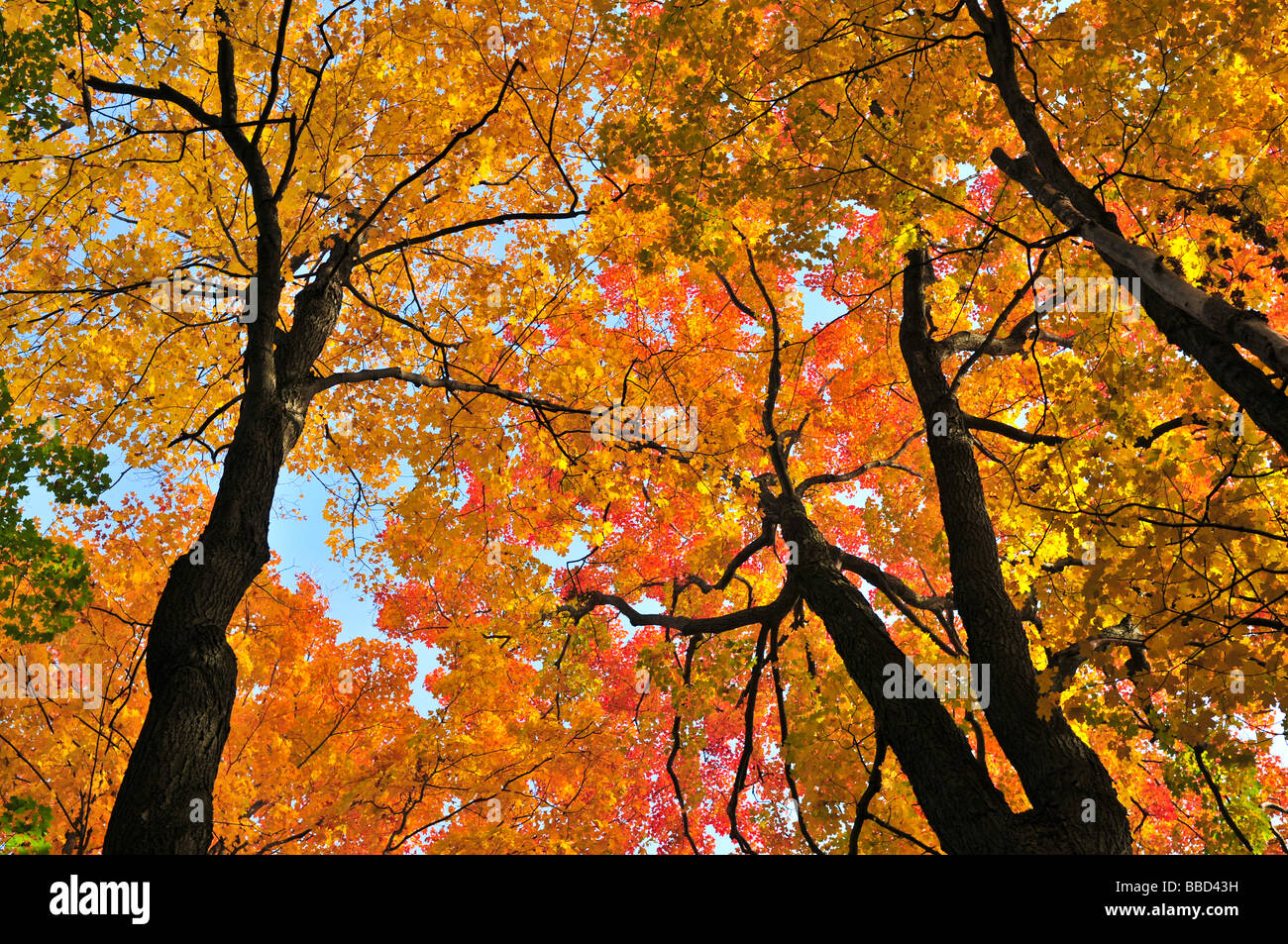 Beautiful maple trees with red foliage in early fall Stock Photo - Alamy