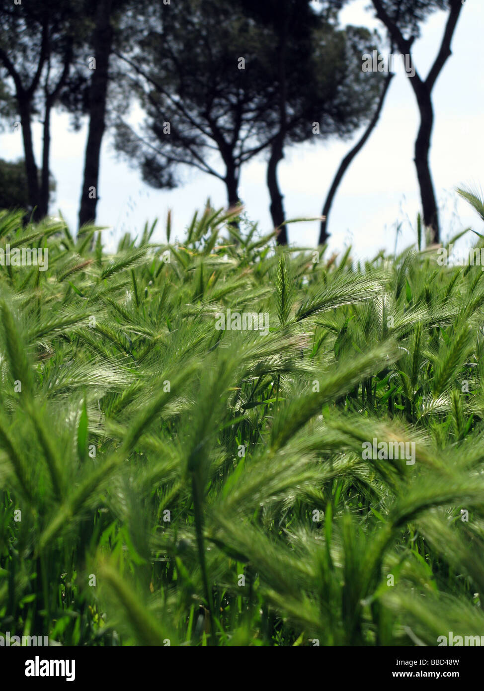 Ong grass hi-res stock photography and images - Alamy