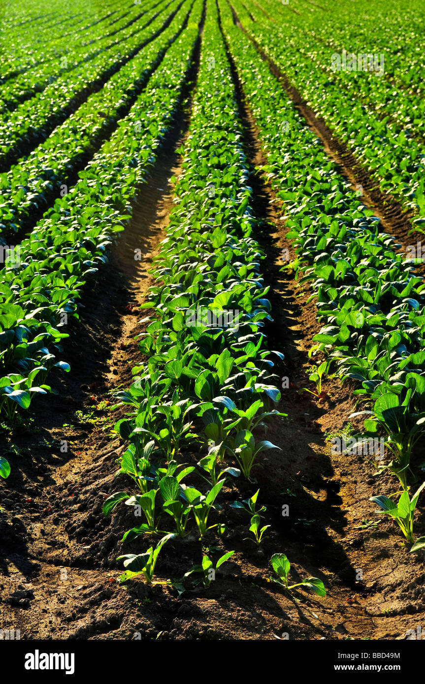 Rows of turnip plants in a cultivated farmers field Stock Photo - Alamy