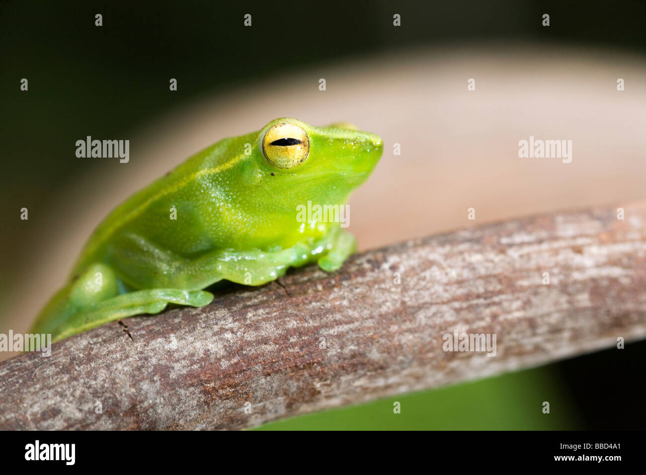 American green tree frog hi-res stock photography and images - Alamy