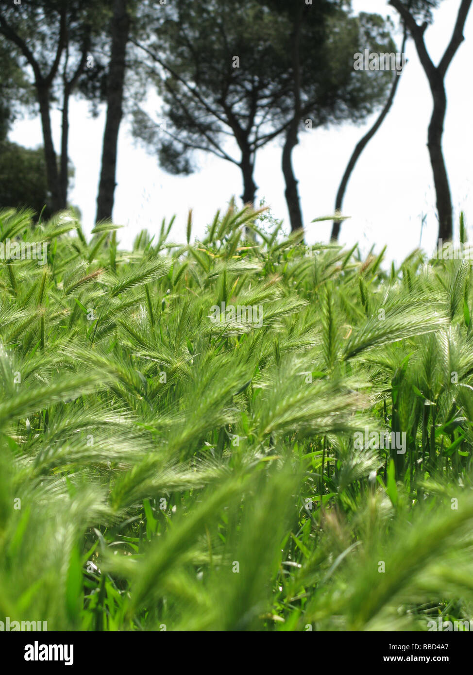 Ong grass hi-res stock photography and images - Alamy