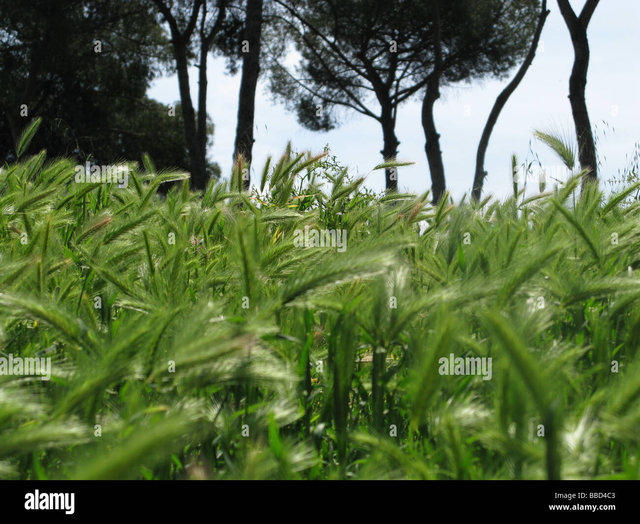 ong green grass in sun light in field in country woods Stock Photo - Alamy