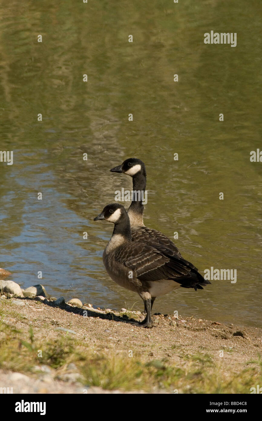 Cackling geese hi-res stock photography and images - Alamy