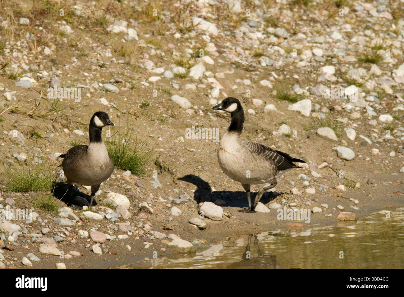 Lesser canada goose hi-res stock photography and images - Alamy
