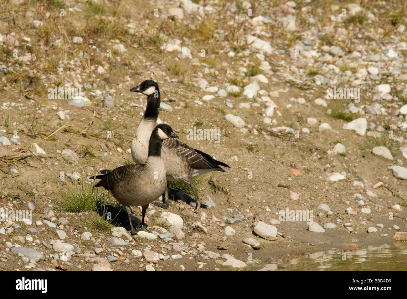 Lesser canada goose hi-res stock photography and images - Alamy