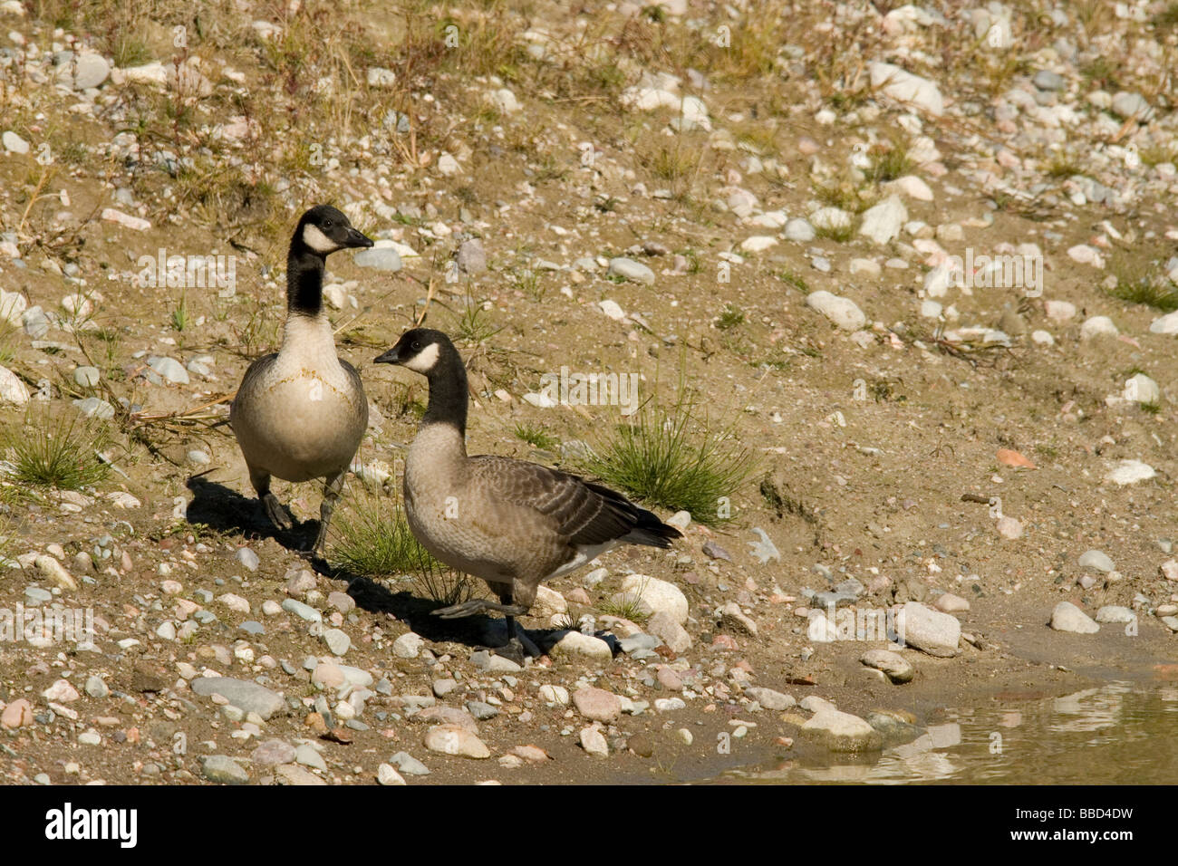 Cackling hi-res stock photography and images - Alamy
