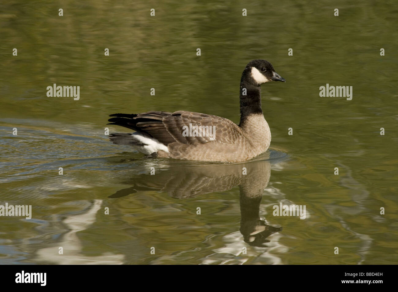 Lesser canada goose hi-res stock photography and images - Alamy
