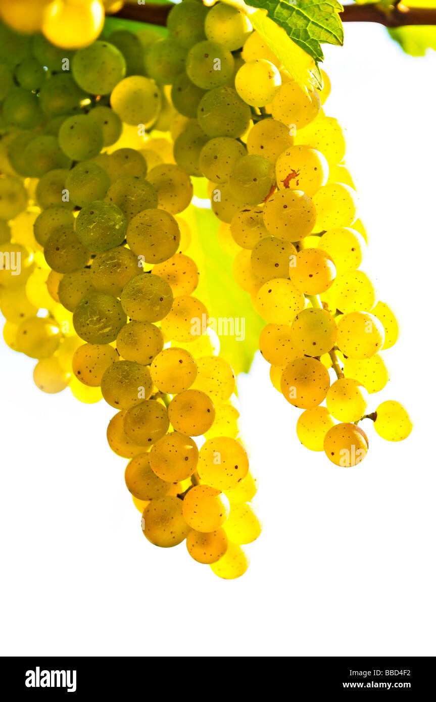 Yellow grapes growing on vine in bright sunshine Stock Photo - Alamy