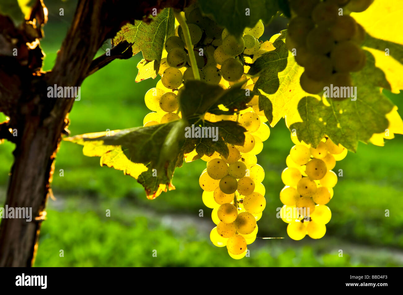 Yellow grapes growing on vine in bright sunshine Stock Photo - Alamy