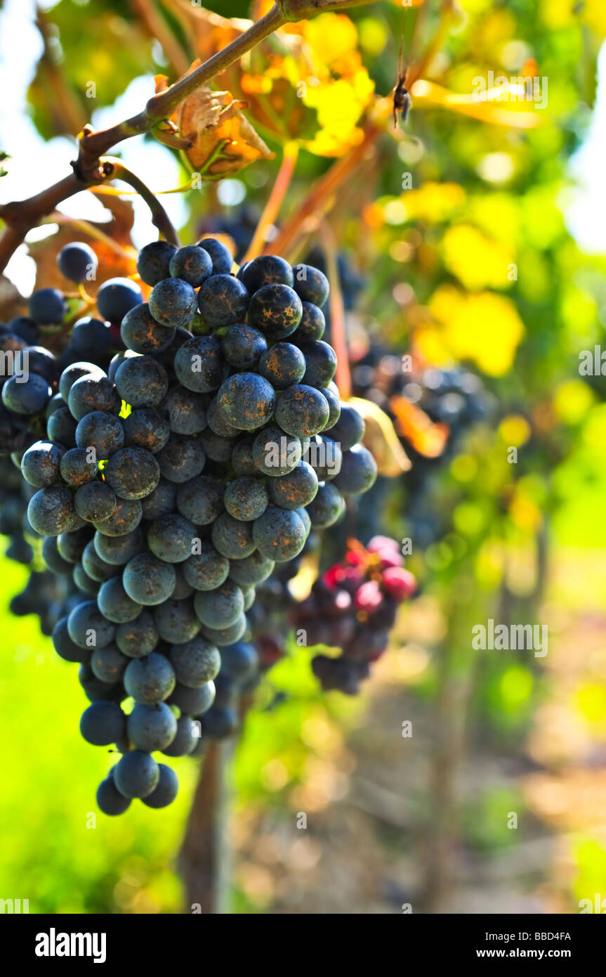 Red grapes growing on vine in bright sunshine Stock Photo - Alamy