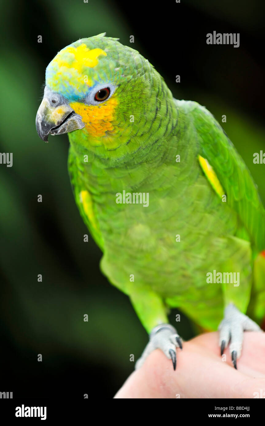 Yellow shouldered Amazon parrot perched on hand Stock Photo - Alamy
