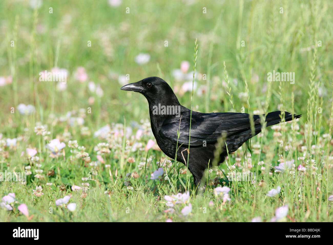 Crow flowers hi-res stock photography and images - Alamy