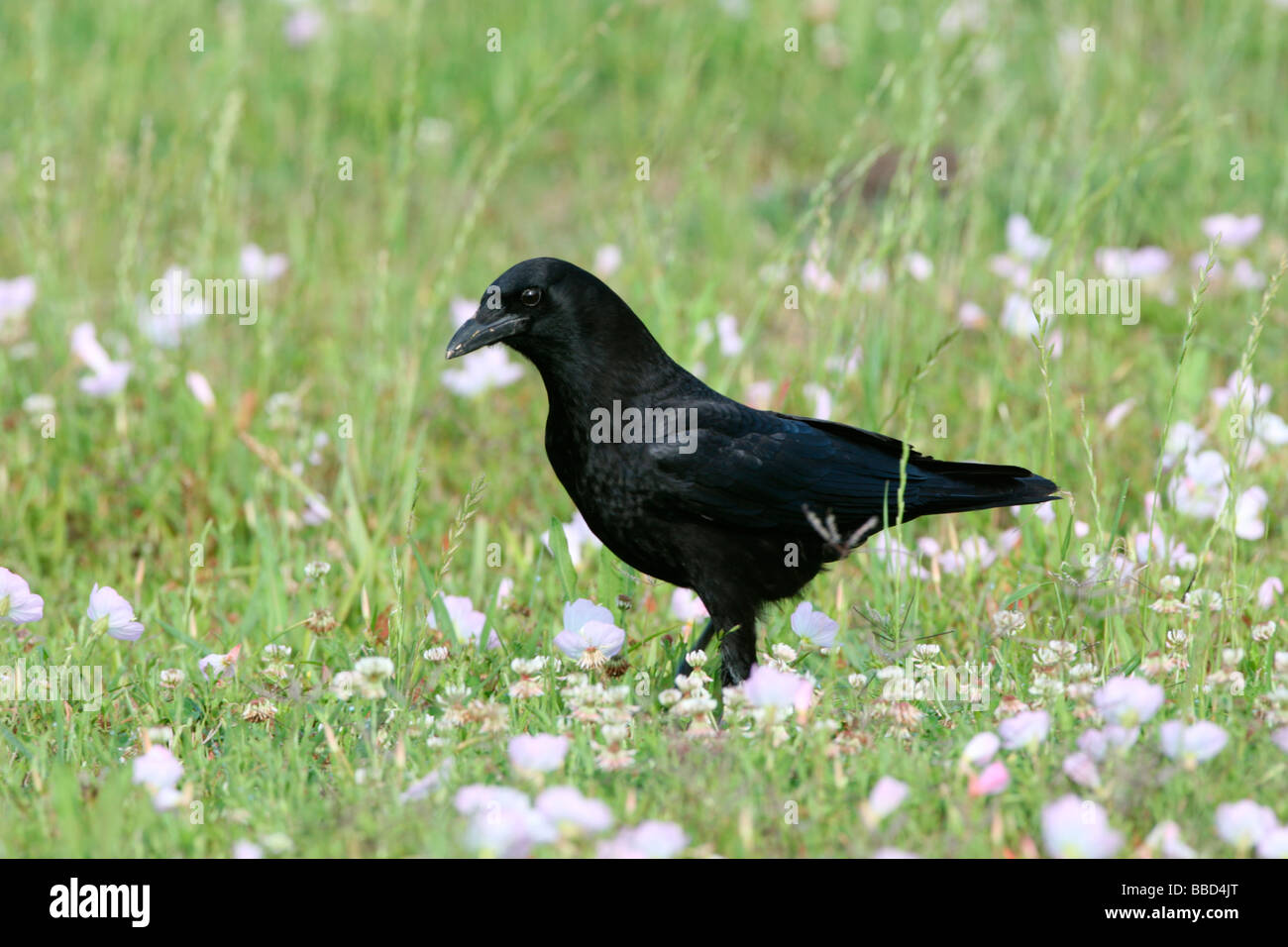 Crow crows bird birds hi-res stock photography and images - Alamy