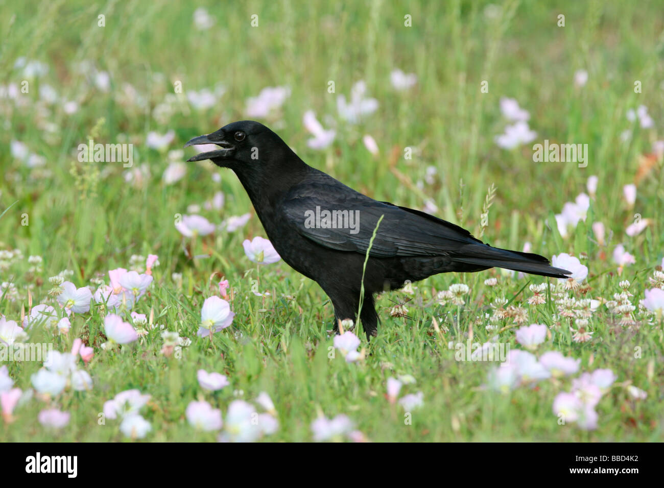 Crow flowers hi-res stock photography and images - Alamy