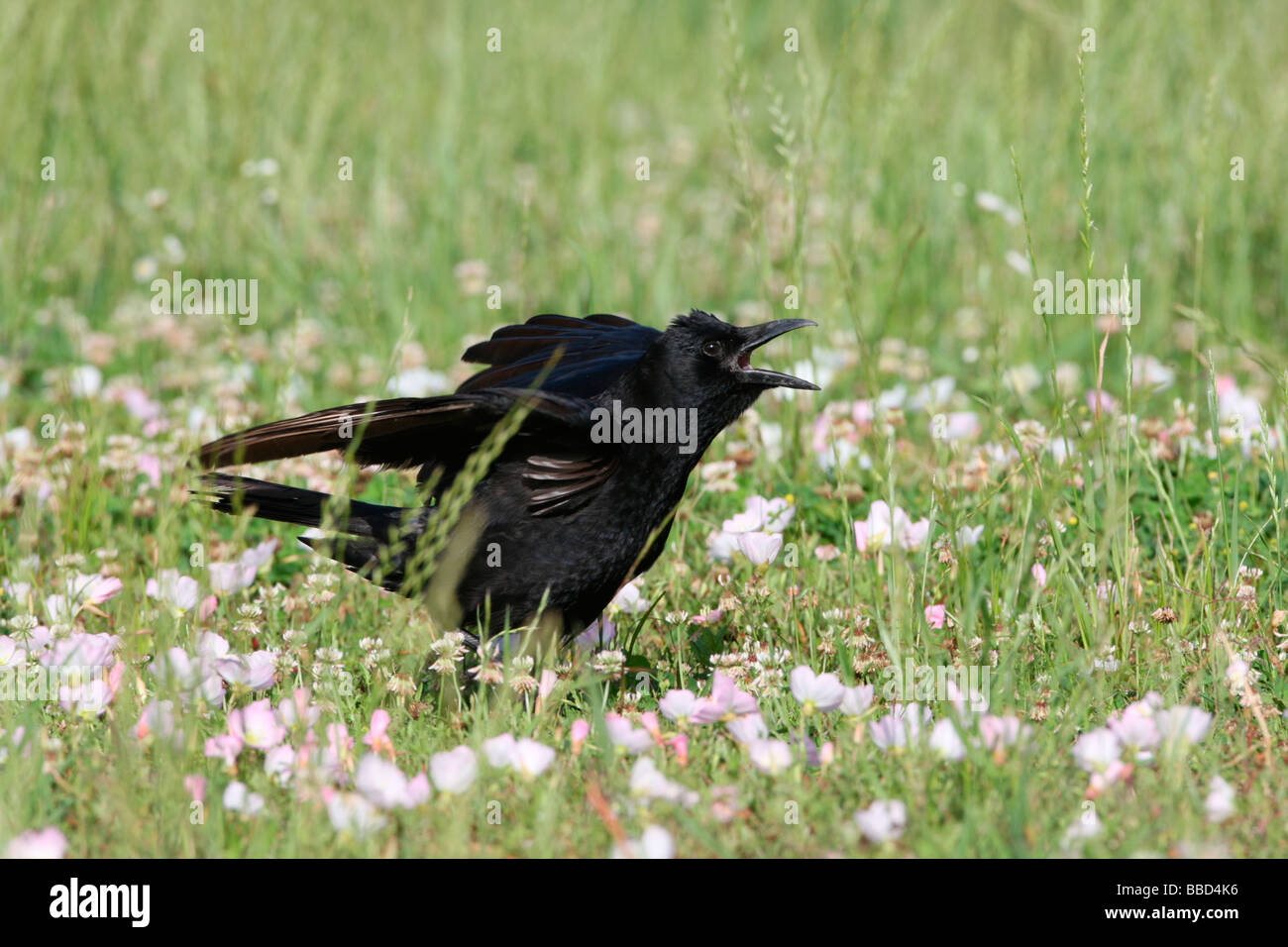 American crow hi-res stock photography and images - Alamy