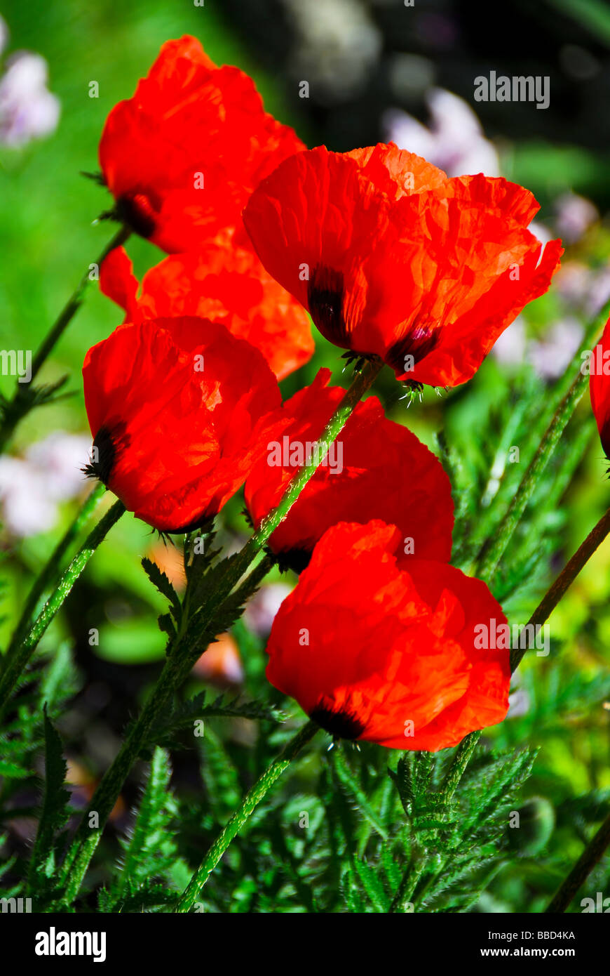 Beautiful bright red poppies close hi-res stock photography and images ...