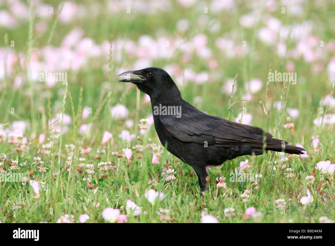 Crow and crow hi-res stock photography and images - Alamy