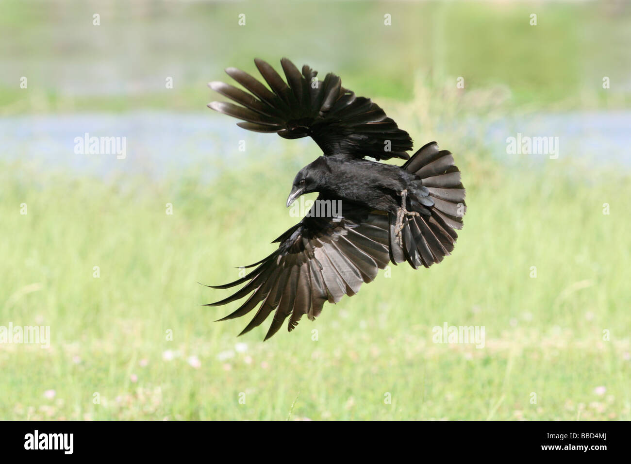 American Crow in Flight Stock Photo - Alamy