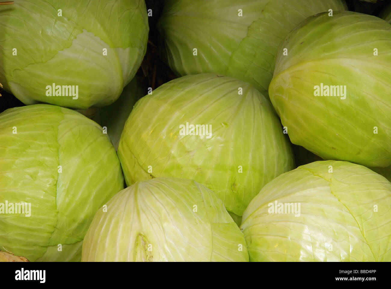 Cabbage white close up hi-res stock photography and images - Alamy