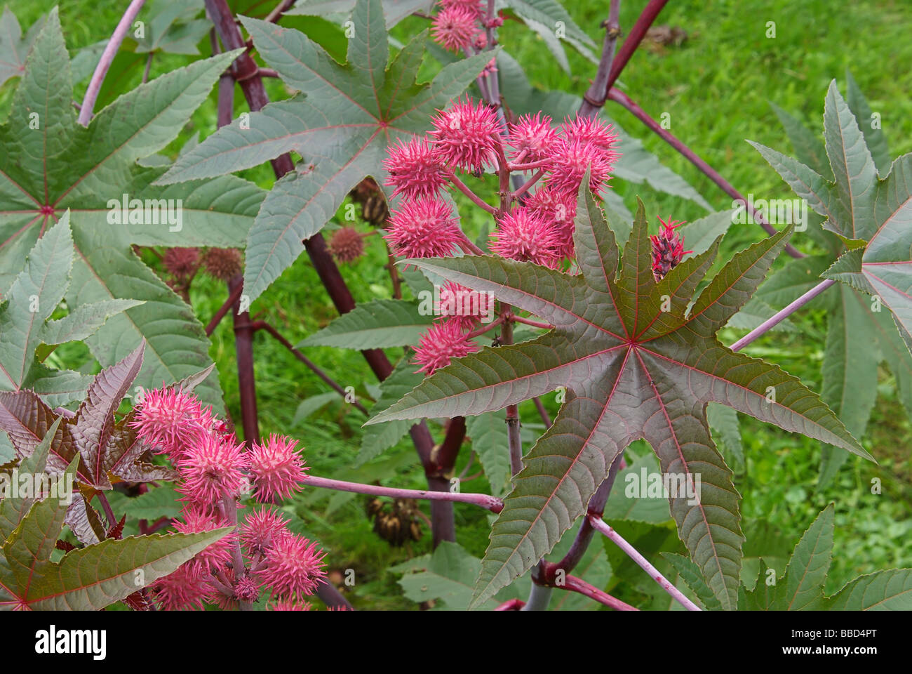 Wunderbaum castor oil plant 07 Stock Photo - Alamy