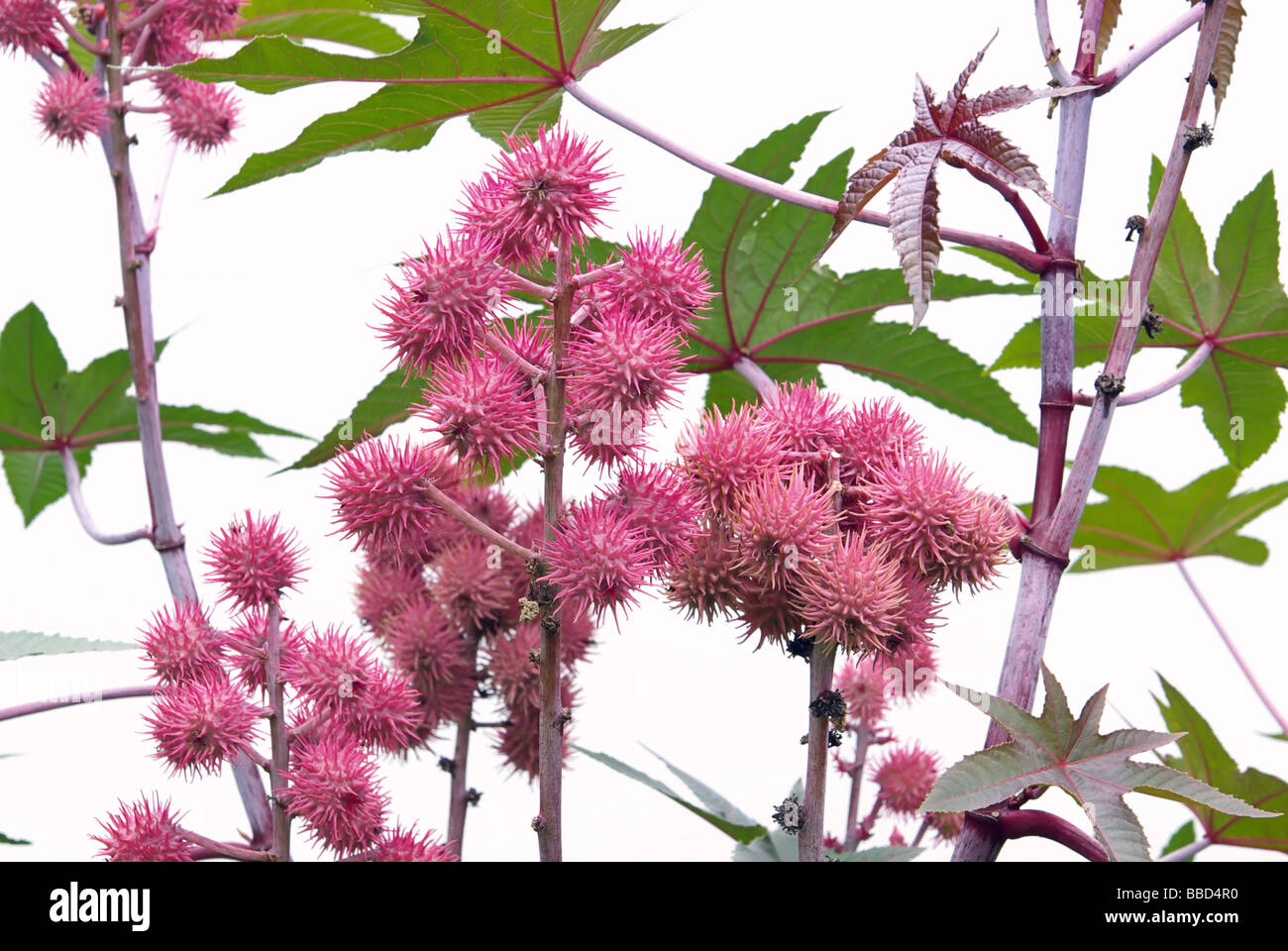 Wunderbaum castor oil plant 10 Stock Photo - Alamy