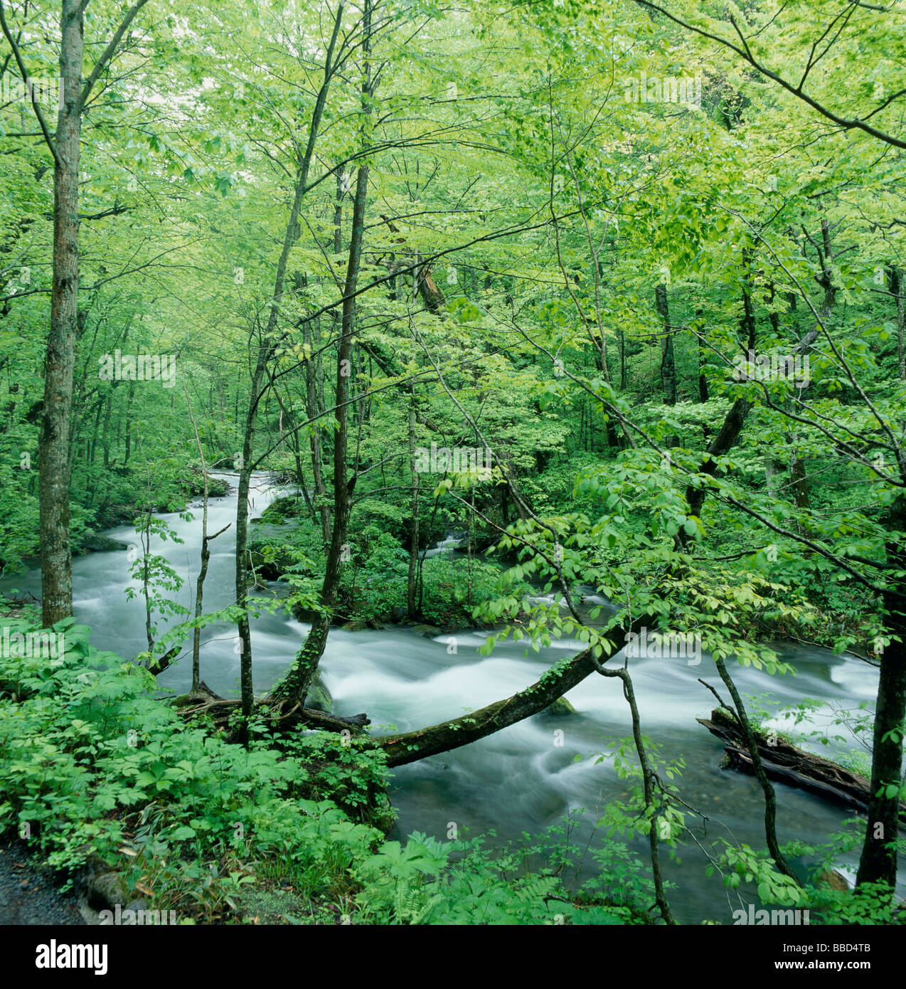 River and Woods Stock Photo - Alamy