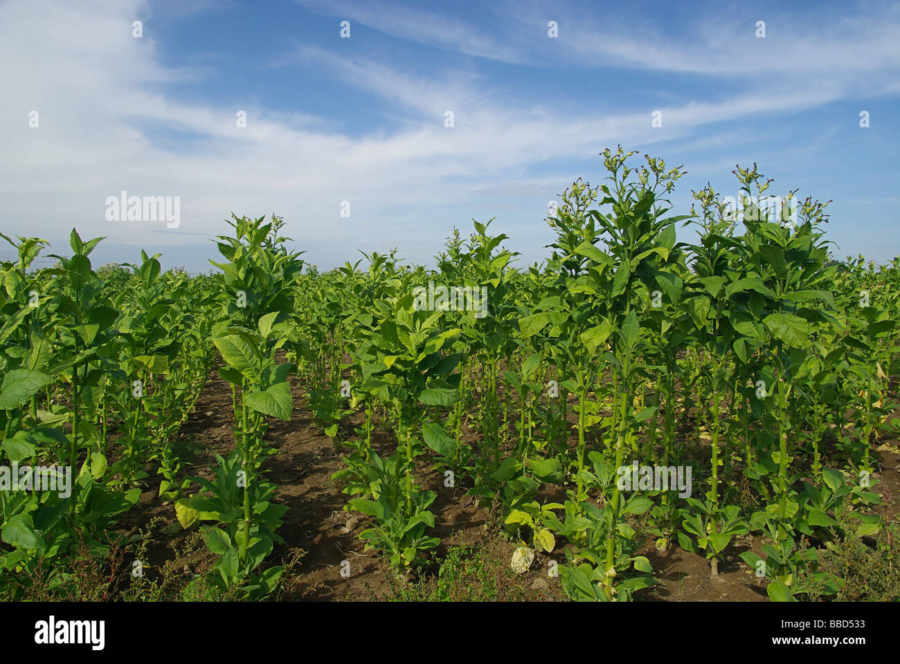 Virginia tobacco plantation hi-res stock photography and images - Alamy