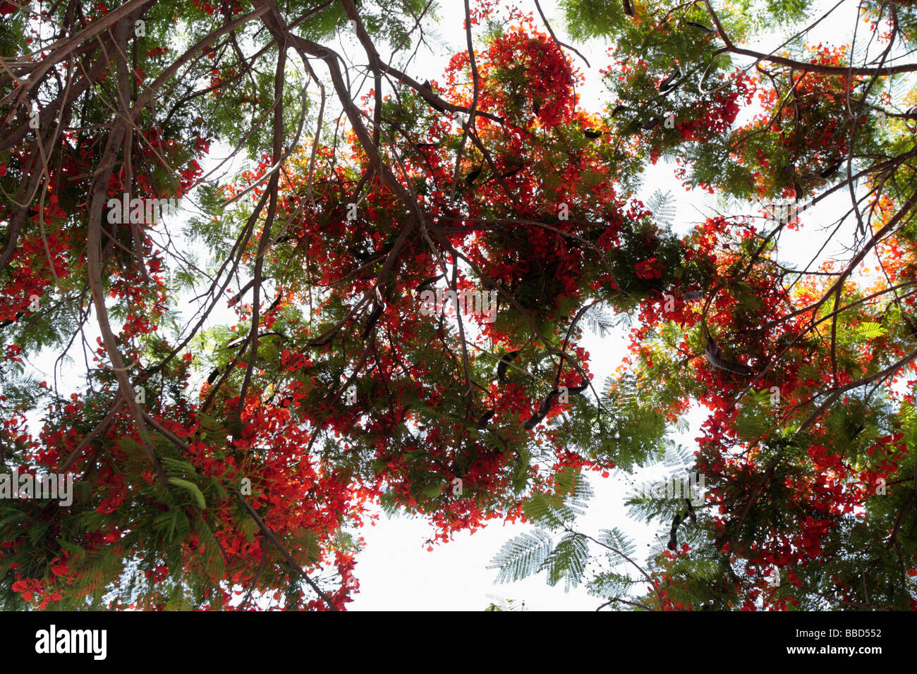 Flowers of Flame tree bloom in summer Stock Photo - Alamy