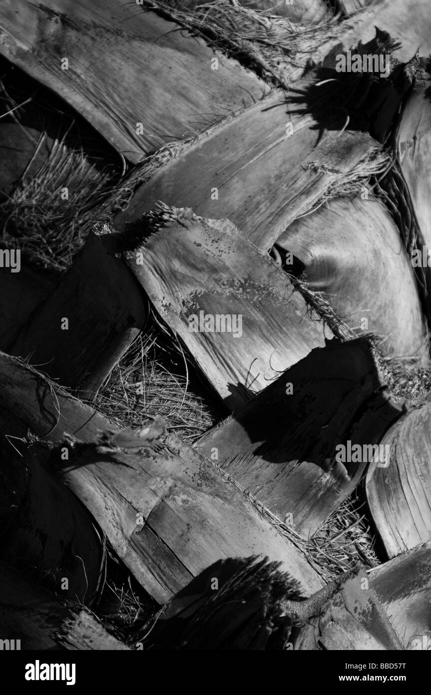 Tree bark peeling Black and White Stock Photos & Images - Alamy