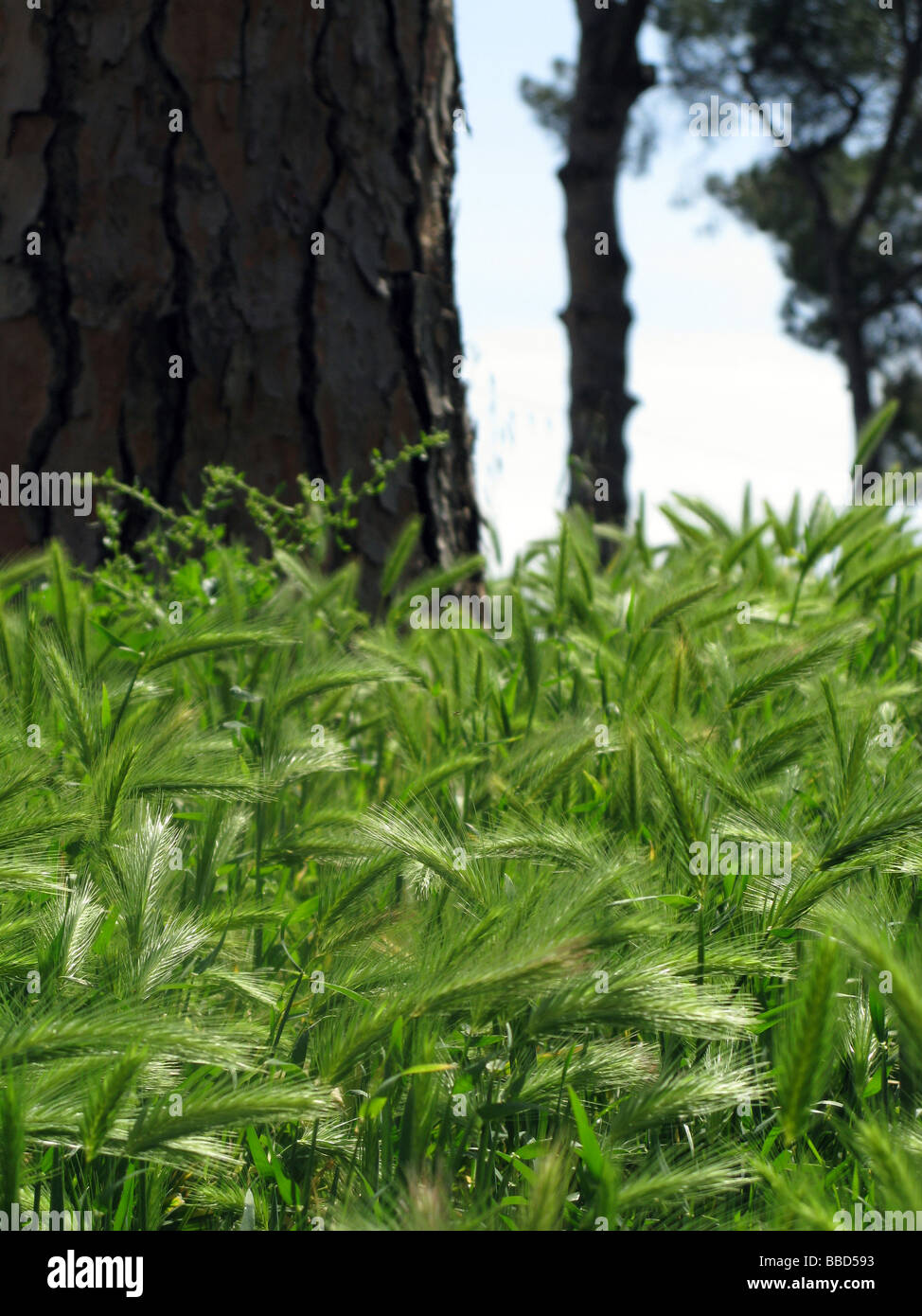 long green grass in woods in country Stock Photo - Alamy