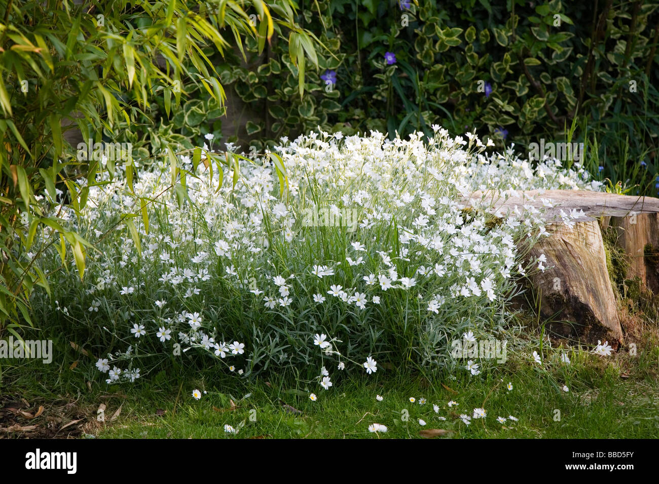 Flowering tree stump hi-res stock photography and images - Alamy