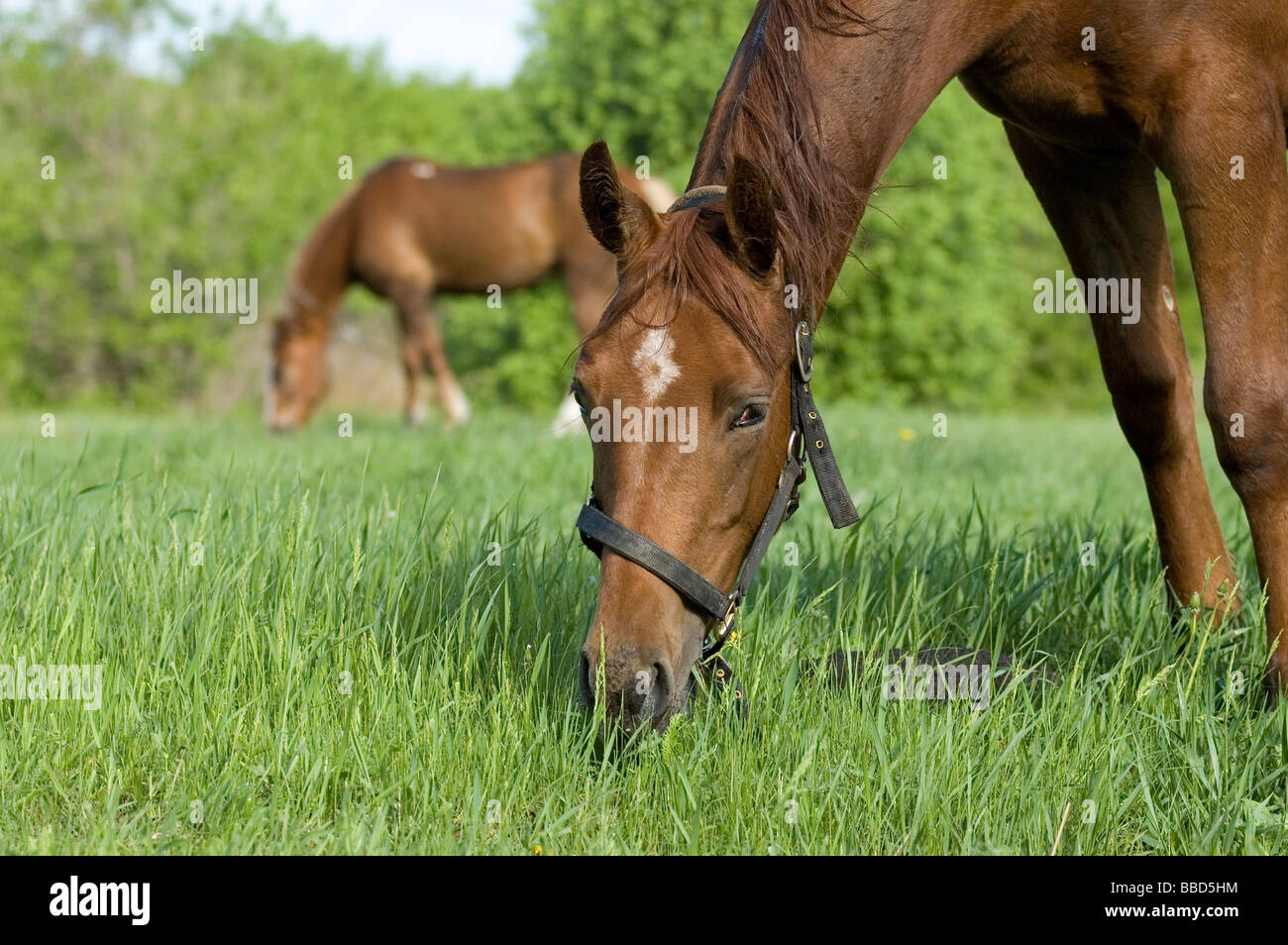Filed horses hi-res stock photography and images - Alamy