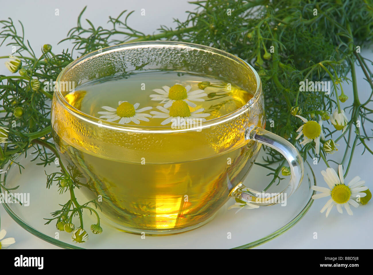 Kamillentee hi-res stock photography and images - Alamy