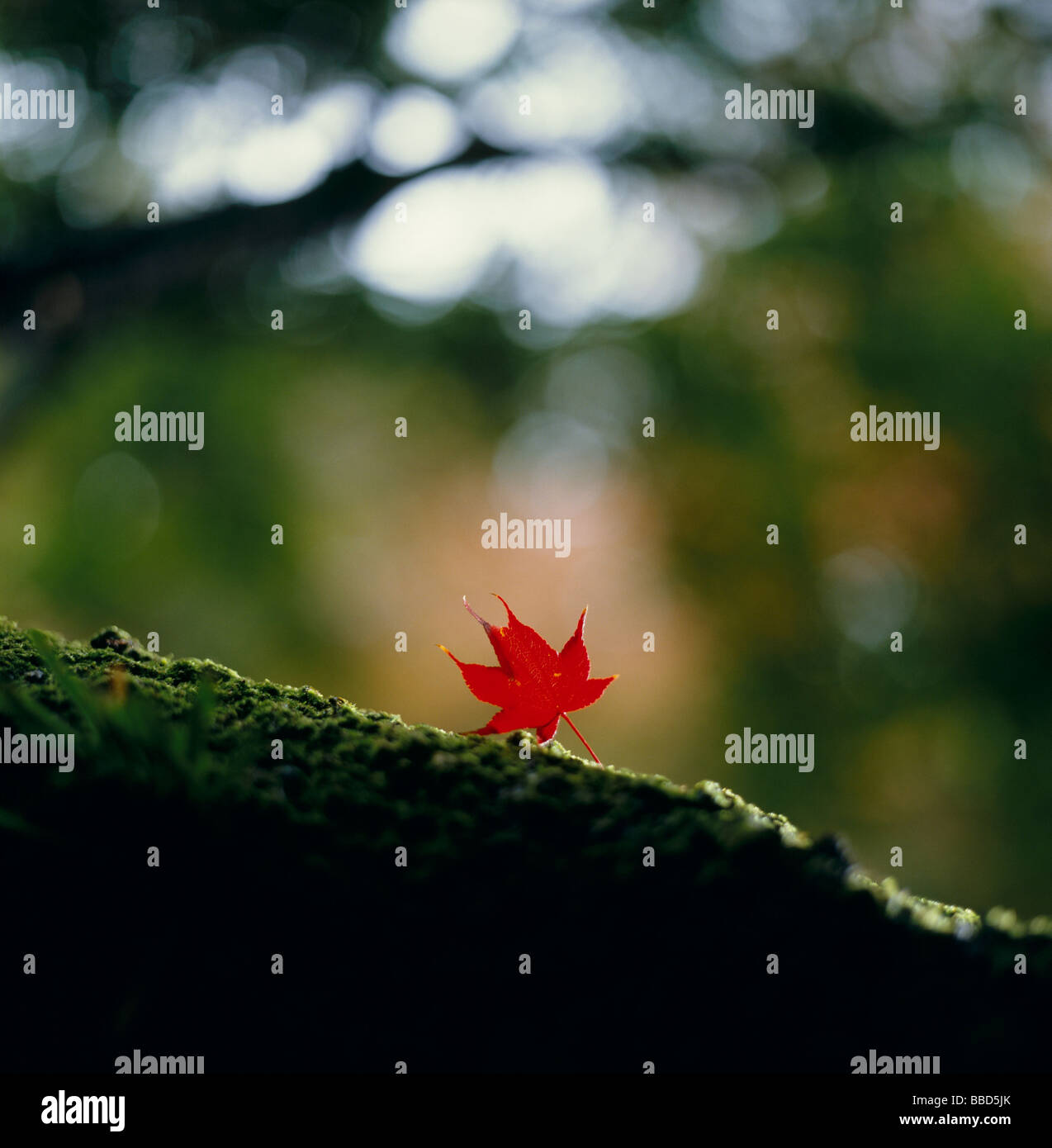 Red Maple Leaf Stock Photo - Alamy