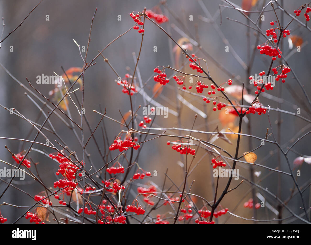 Red Berry Branch Stock Photo - Alamy
