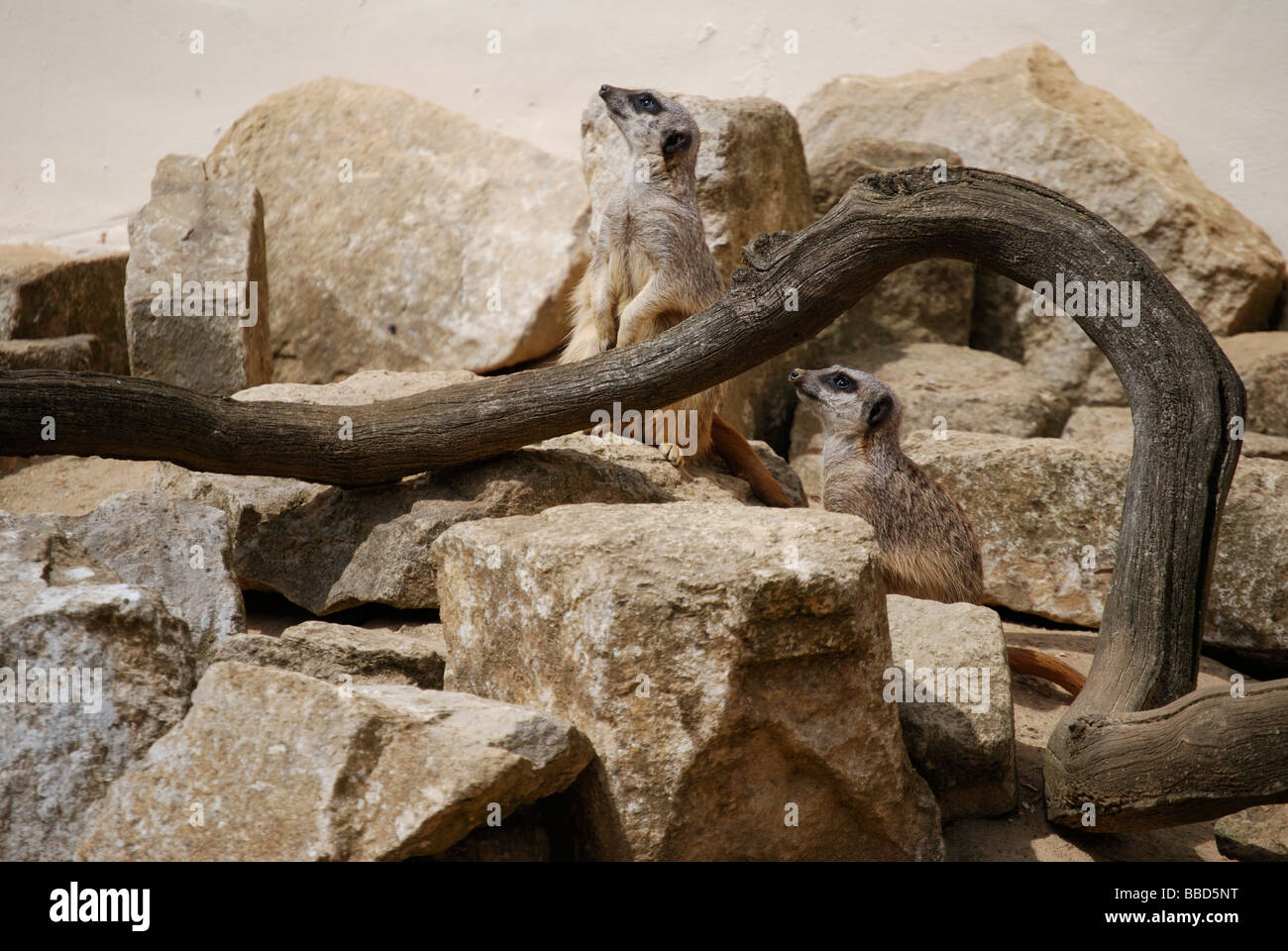 Diurnal predators hi-res stock photography and images - Alamy