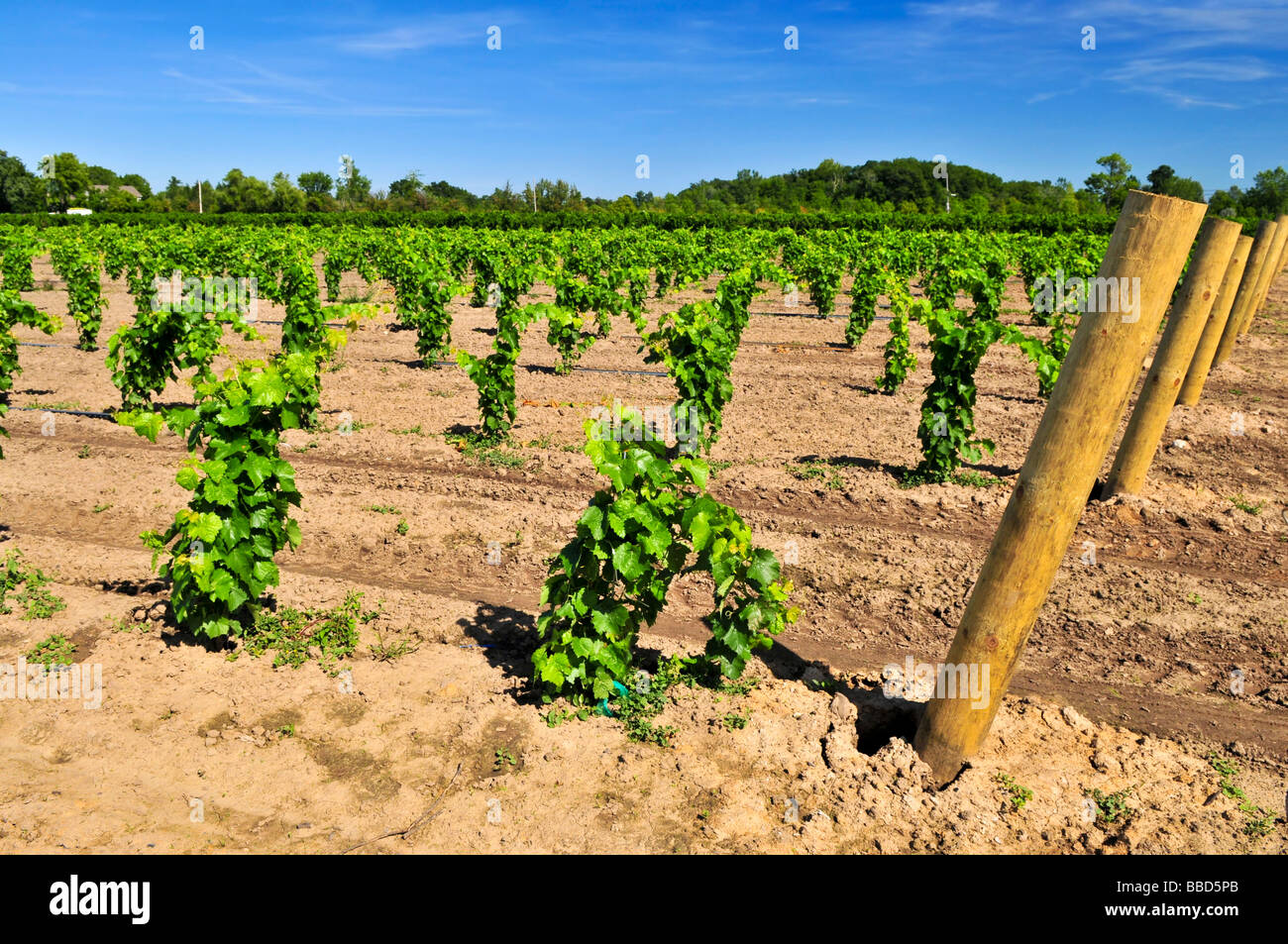 Niagara peninsula hi-res stock photography and images - Alamy