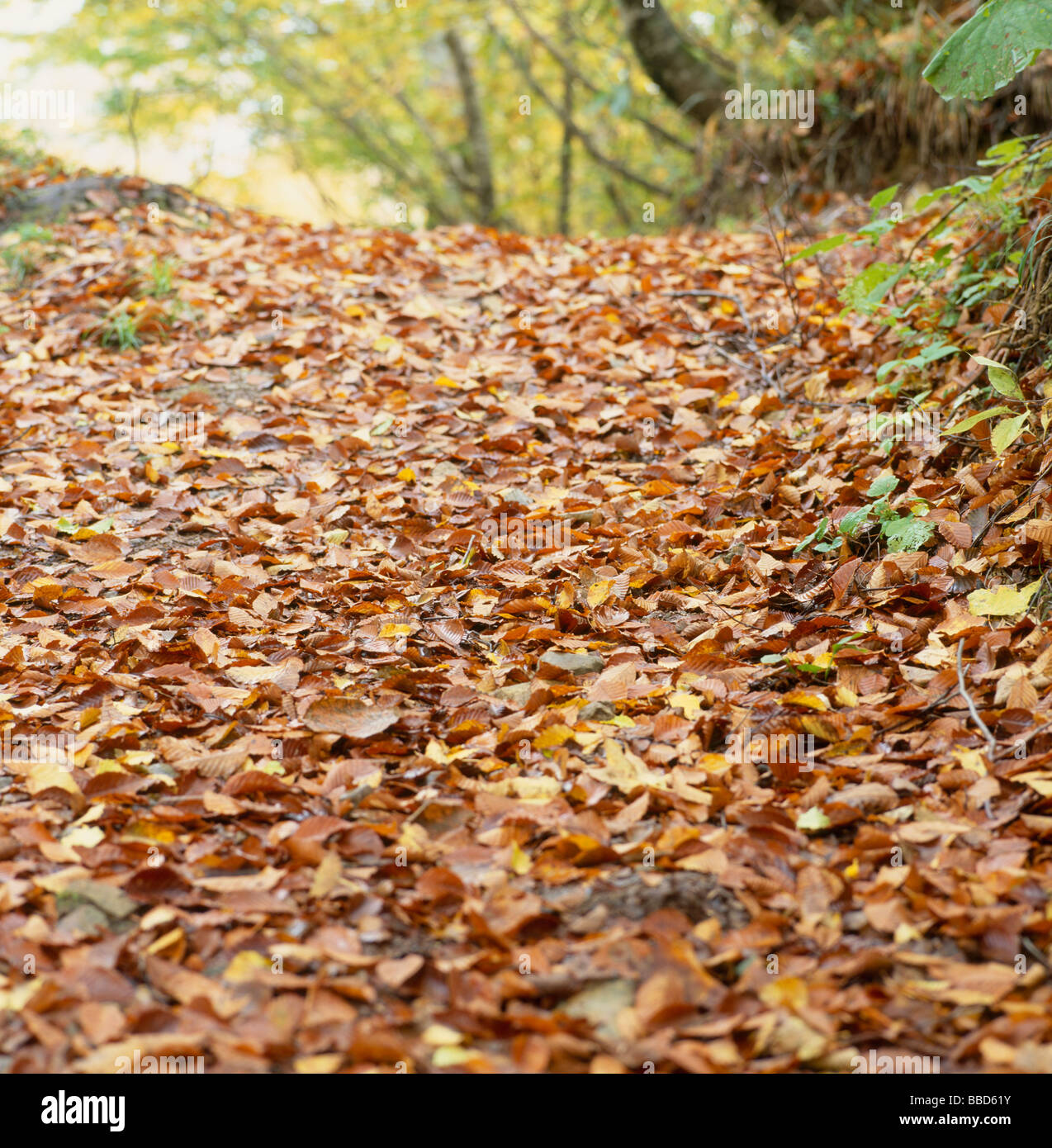 Path of leaves hi-res stock photography and images - Alamy