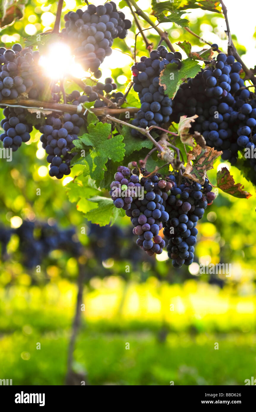 Green vines purple grapes fruit hi-res stock photography and images - Alamy