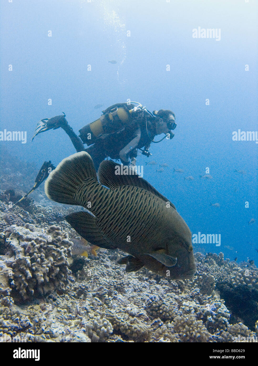 A diver with a napoleon wrasse near Fakarava Atoll, French Polynesia ...